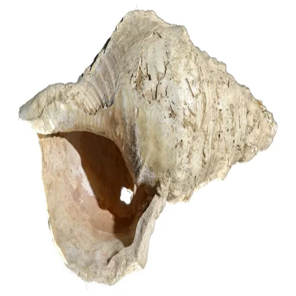 Concha pode ser um dos instrumentos musicais mais antigos do mundo ...