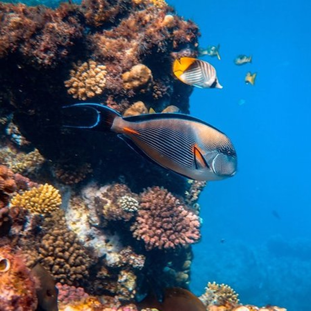 Você sabe o que é ‘comida azul’ e como ela pode ajudar o mundo? | Dica ...